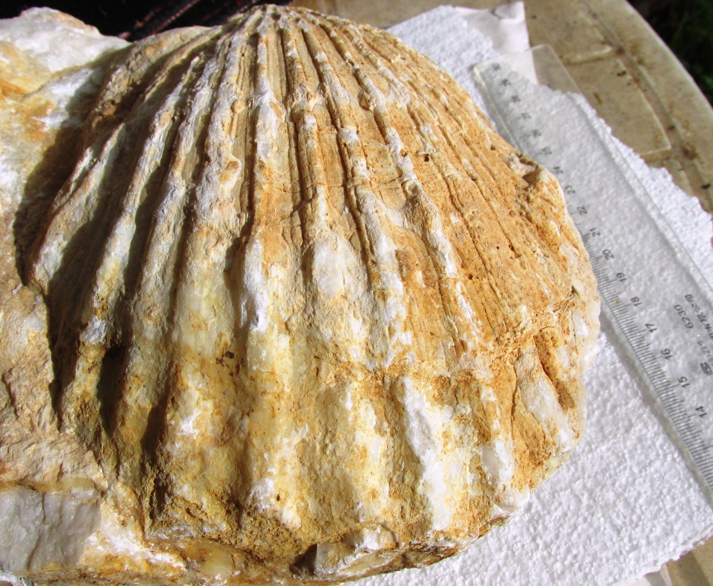 HERCEGOVINA-GEOARHEO: 2016