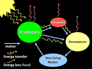 4º ESO. Unit 7: Matter and energy in ecosystems.