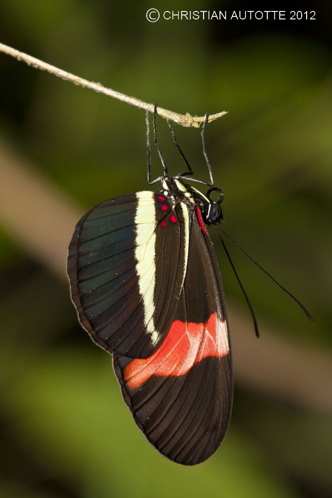 Nature Pix Photos: Papillon en Vol