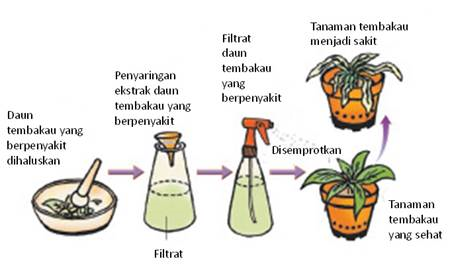 SEJARAH PENEMUAN VIRUS, CIRI-CIRI VIRUS, STRUKTUR TUBUH VIRUS DAN ...