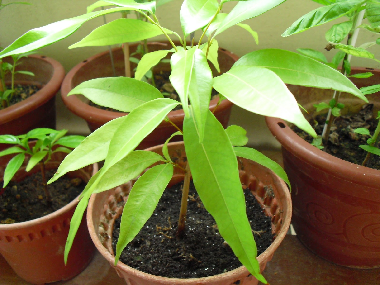 Samita's Nature Blog: My Lychee Plant