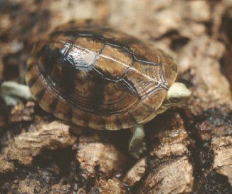 Laberinto en extinción: Tortuga caja de Pan (Cuora pani)