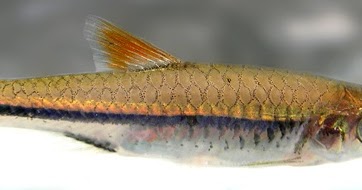 Ikan Wader (Rasbora Jacobsoni); Klasifikasi, Morfologi, Habitat Dll - Melek Perikanan