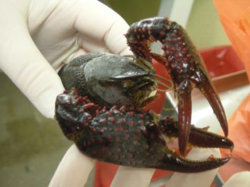 Medan CrayFish | CrawFish | Crawdad: White Spot Syndrome Virus (WSSV ...
