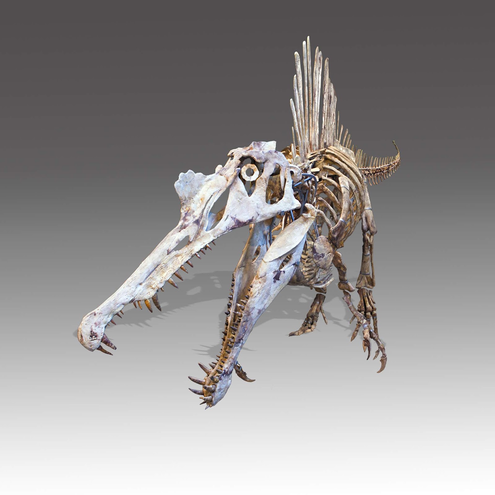 JP3 and the Sensational Spinosaurus