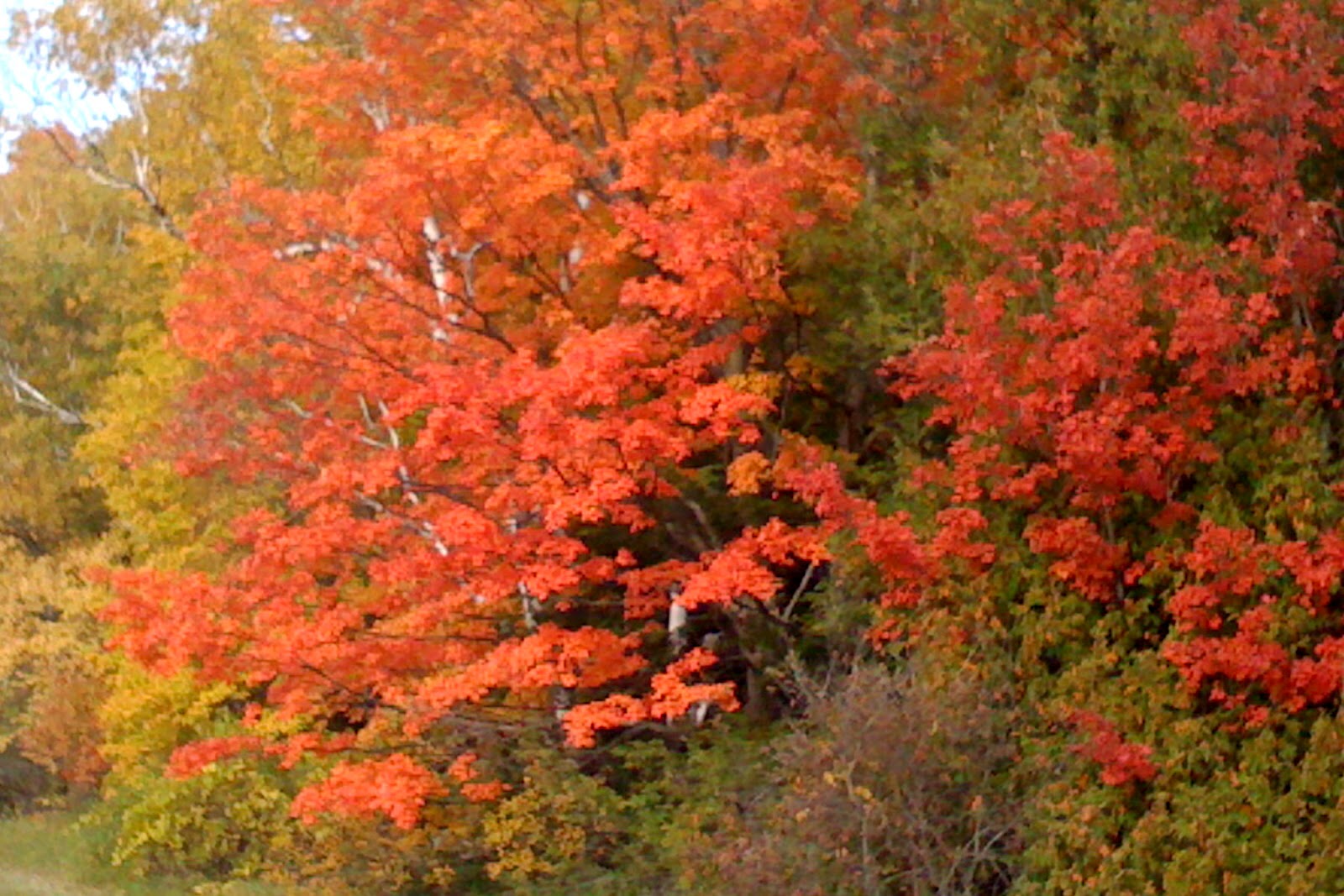 Dream, Create, Inspire: Fall Color