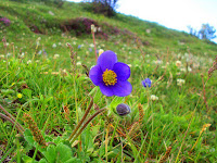 Shali Heights - A Himalayan Home. : The wild flowers of Western Himalaya