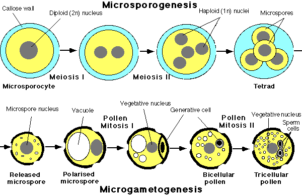 Gametogenesis | de Biology