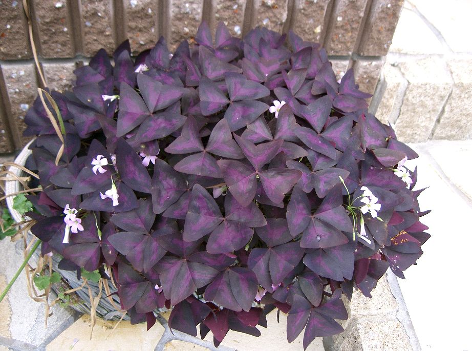 Plant World: Oxalis triangularis