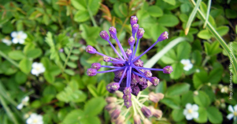 In nome dei fiori: Lampascione: "cipolla" selvatica