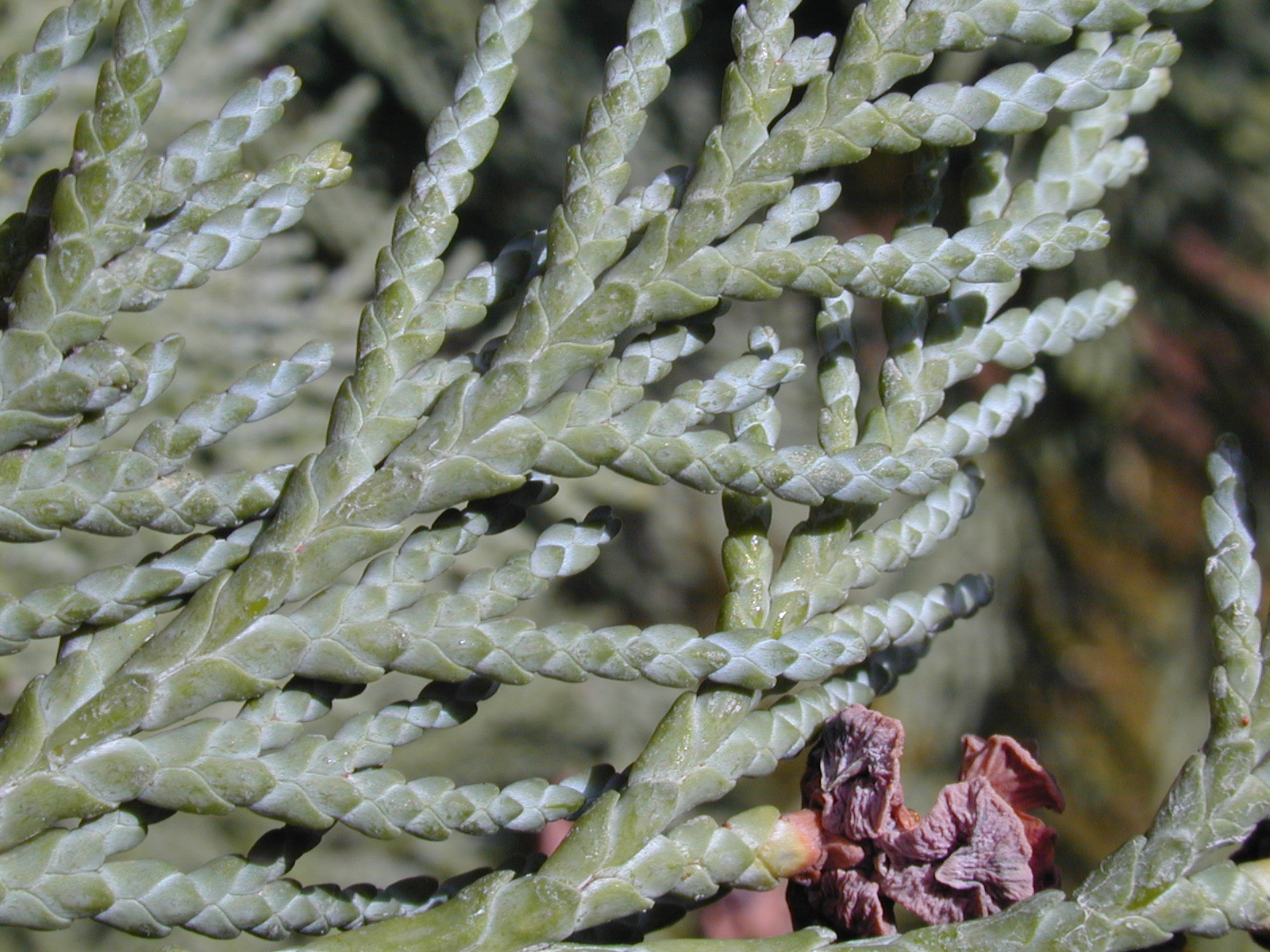 Trees of Santa Cruz County: Chamaecyparis lawsoniana - Lawson falsecypress