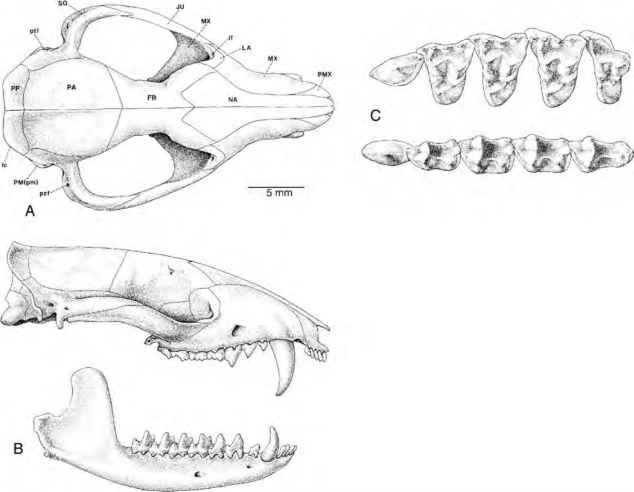 El que resiste, gana: los marsupiales americanos