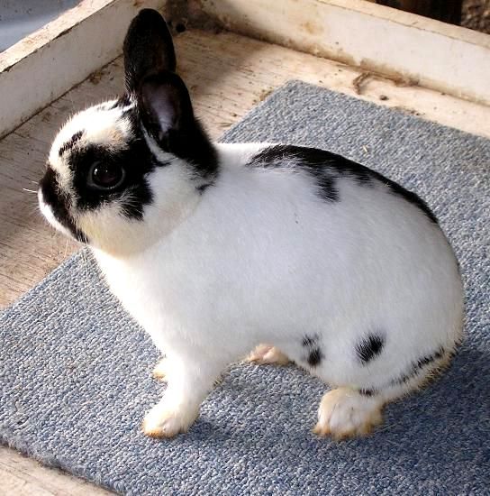 Memelihara Kelinci: Jenis - Jenis Kelinci