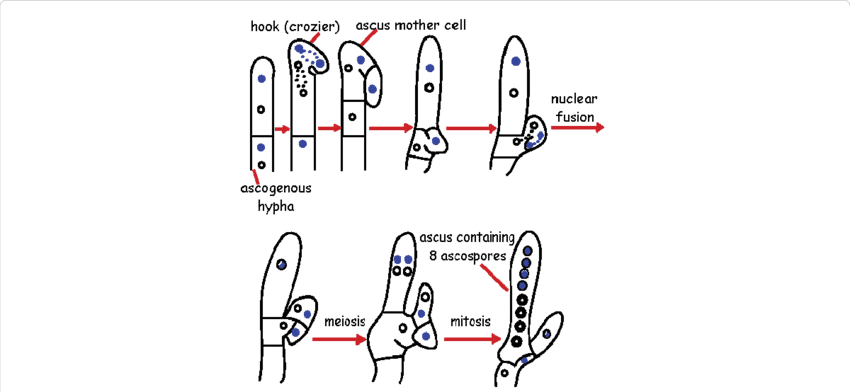 PAT 219 Applied Plant Pathology