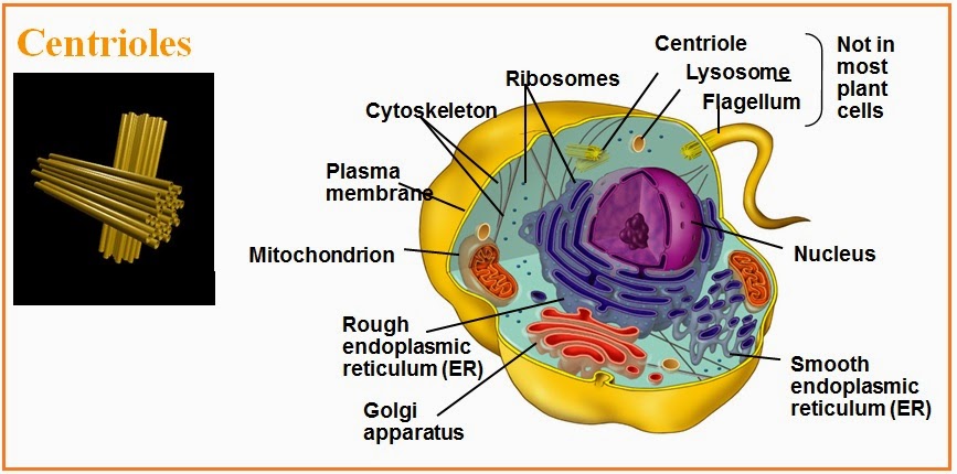BIOLOGI GONZAGA: TEST MATERI SEL