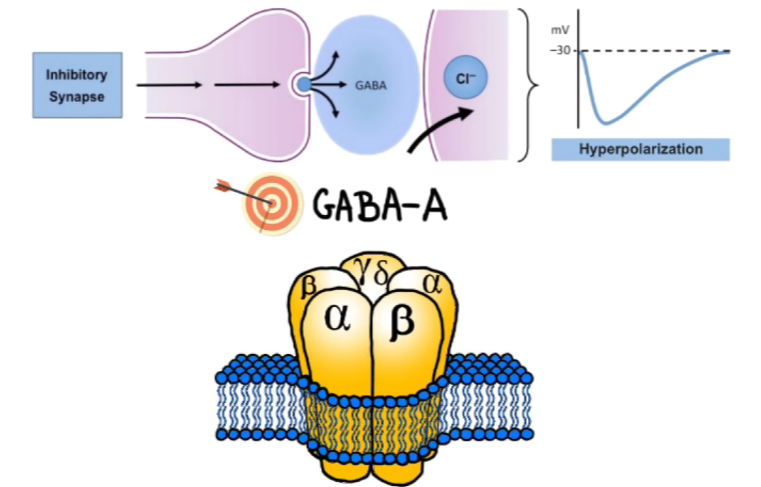 【Pharmacology】Anxiolytic and hypnotic drugs
