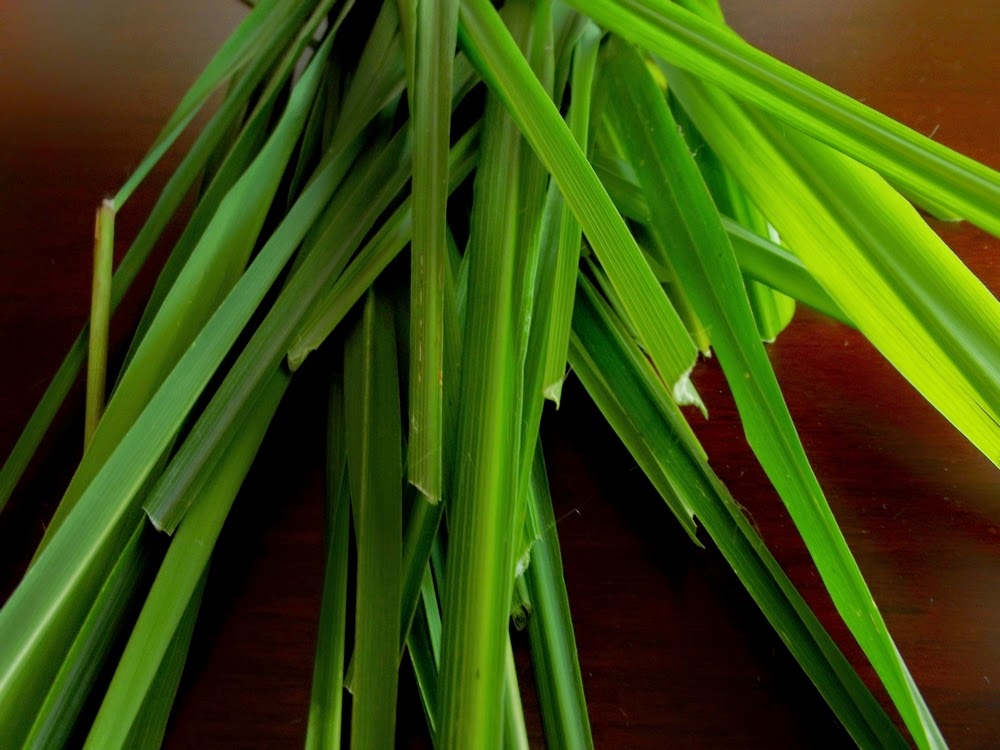 Aga Radzi: Trawa cytrynowa - właściwości lecznicze i kulinarne ...