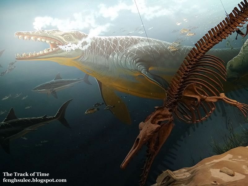 National Museum of Natural History - Ancient Seas | The Track of Time