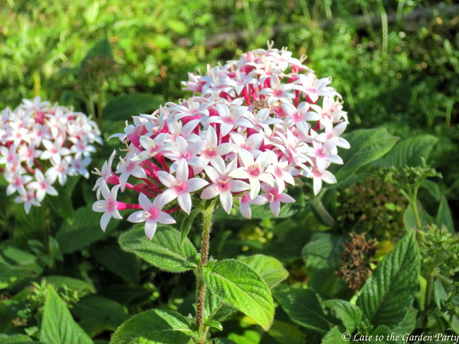 Late to the Garden Party: My favorite plant this week: Pentas ...