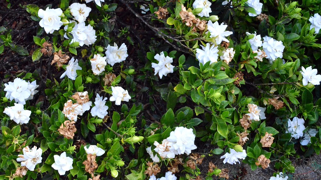 Gardenia plant care and culture | Travaldo's blog