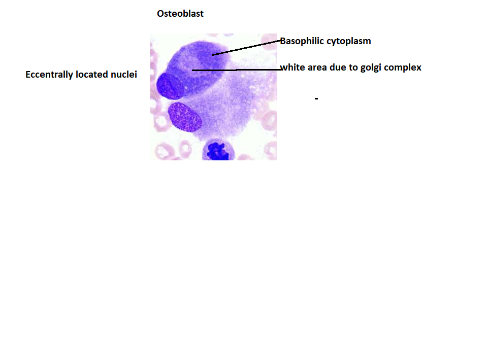 easyhumanatomy: Osteoblast with brief histological features