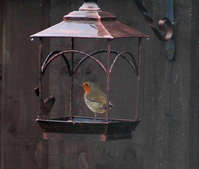 Indoor Ornithology