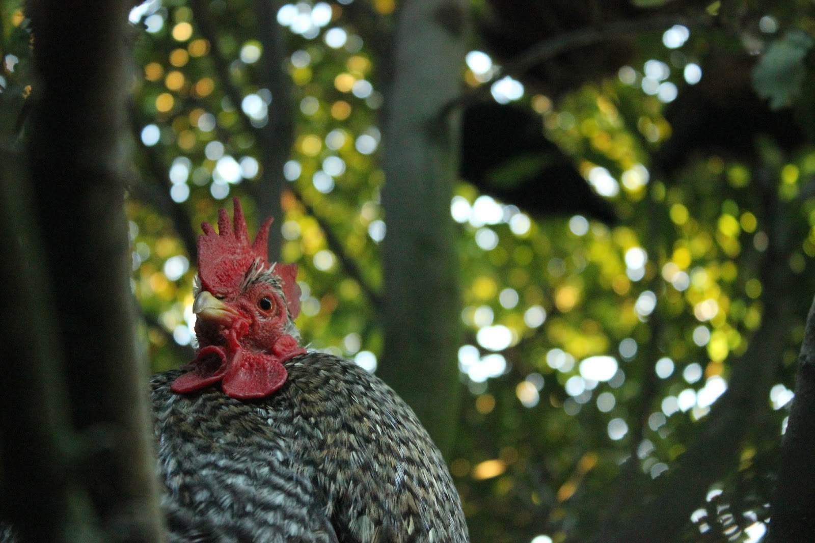 Hens putting themselves to bed in a forest garden - the Normandy ...