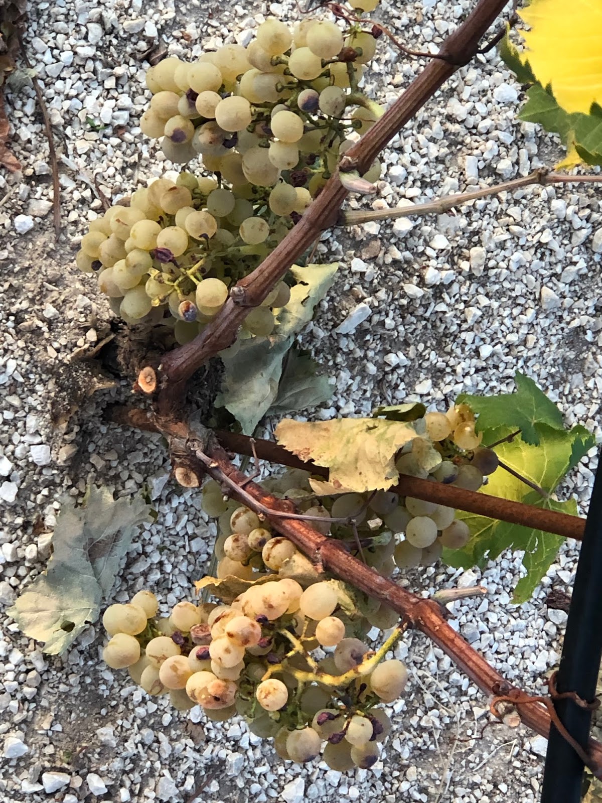 The Passionate Foodie: Ten Reasons To Drink Croatian Wine