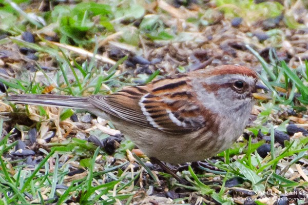 Prairie Nature: Regina Backyard Birds: Finches, Sparrows, Siskins ...