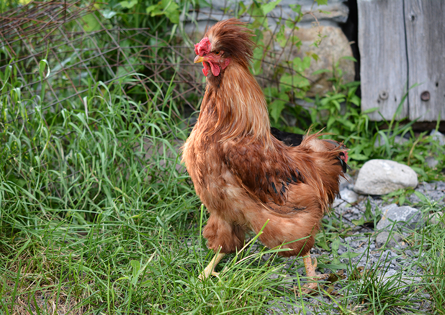 Knatolee's World: Lap chickens and other wonders