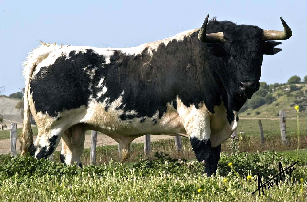 El Paseillo: EL TORO BERRENDO.