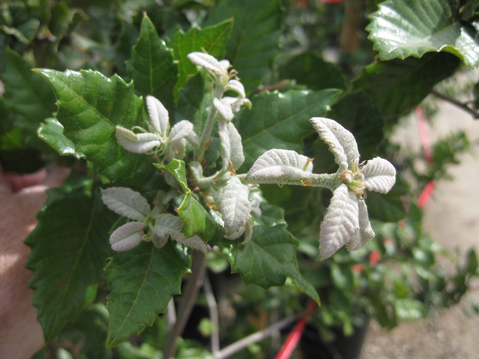 Trees of Santa Cruz County: Quercus tomentella - Island Oak