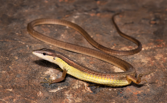 RoundUs: Long Tailed Lizard as Gorgeous and Charming Pets