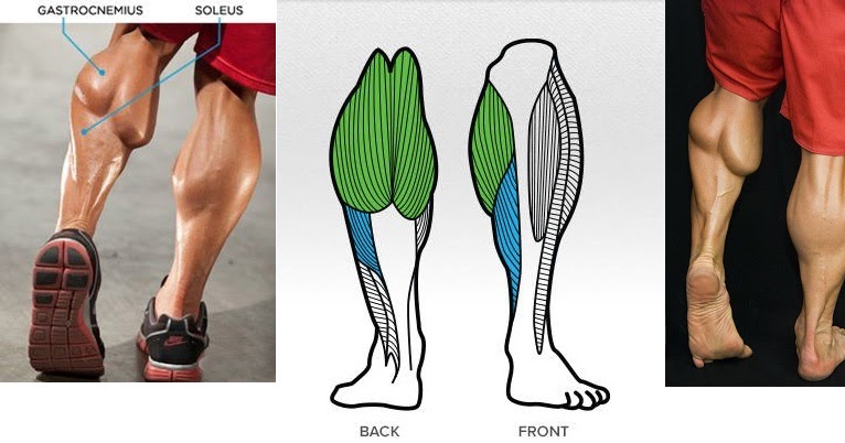 Want Huge, Diamond-Shaped Calves? Take This 4 Best Calf Exercises