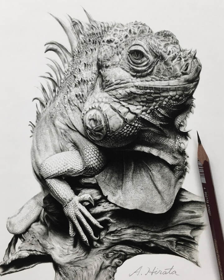 Reptiles Drawings