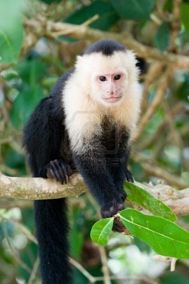 ¿Existe el mono capuchino en las selvas de Perú? - Foros Perú