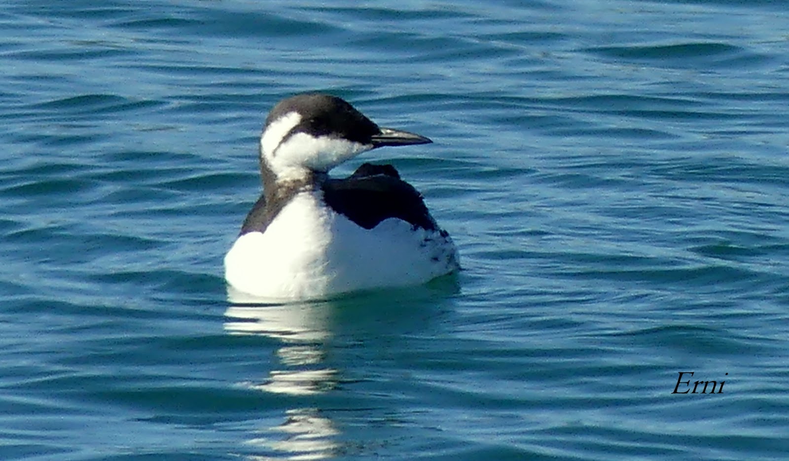 NO SIN MIS PRISMÁTICOS: ARAO COMÚN EN SANTOÑA