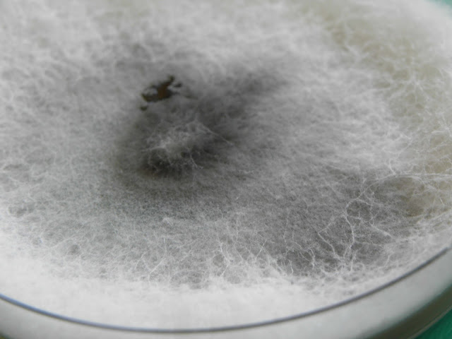 ATLAS MICOLOGIA: SCYTALIDIUM DIMIDIATUM (Neoscytalidium dimidiatum)