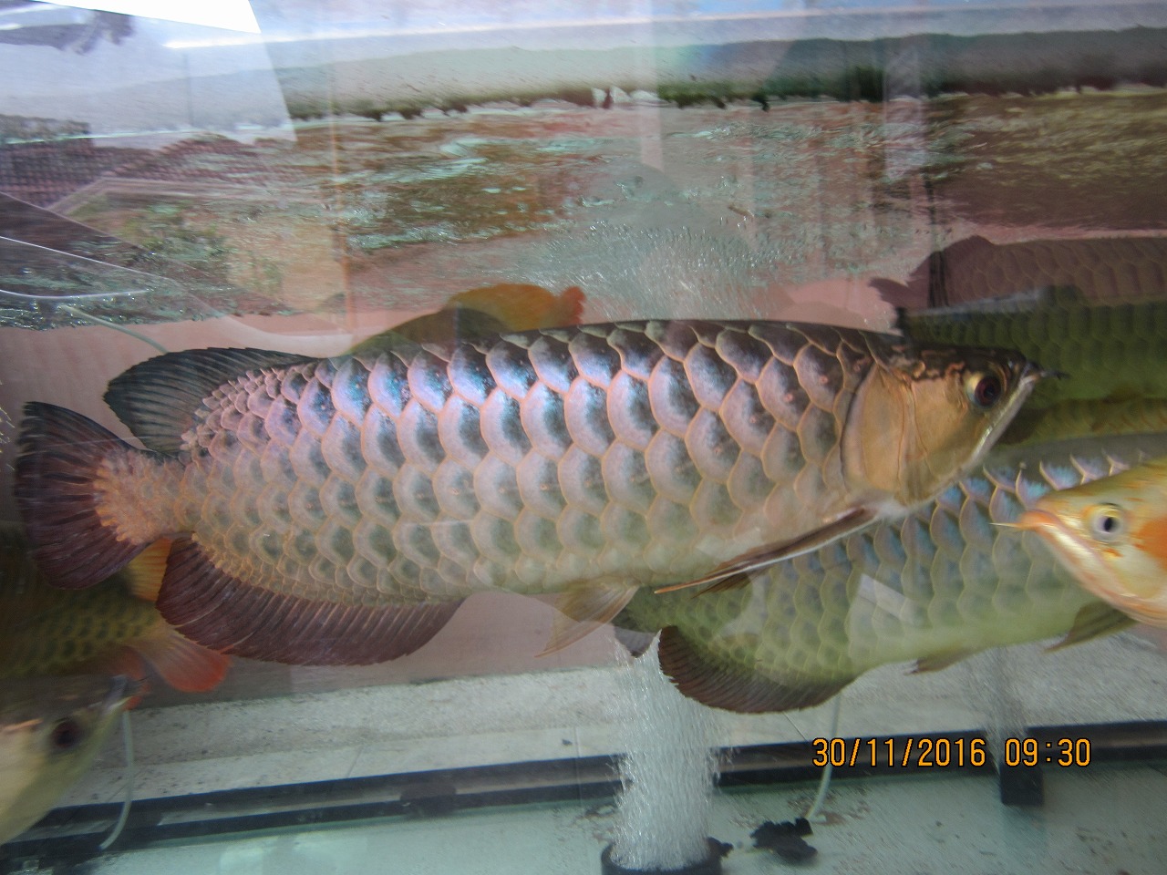 Arowana Keeping & Breeding in Aquarium: January 2017