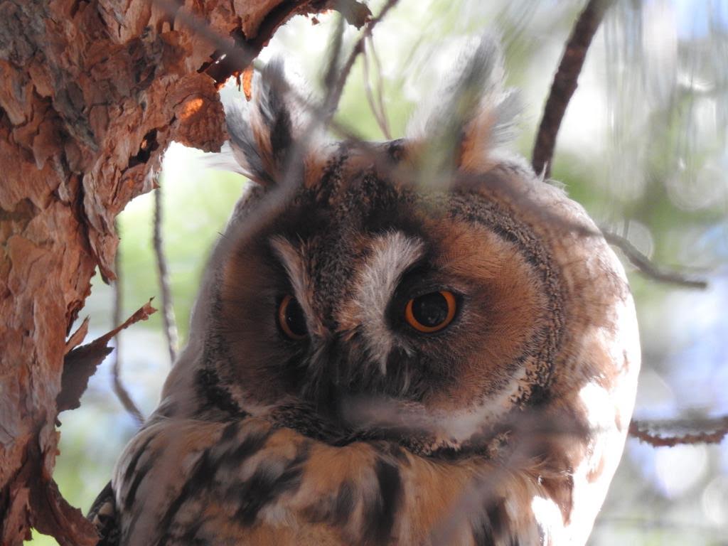 Las Aves del Retiro (sin ir más lejos...): Buho Chico (2)