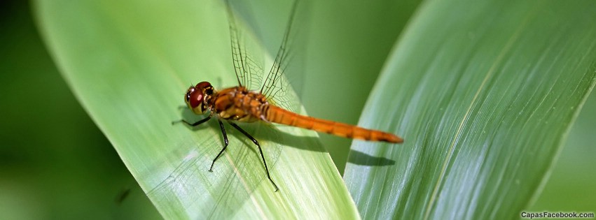 20 Buenas Portadas de Insectos - Portadas Facebook (XXXI) - Funeek ...