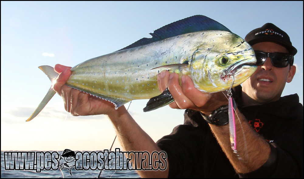 7 SEPTIEMBRE-YA TENEMOS LAS LLAMPUGAS AQUÍ