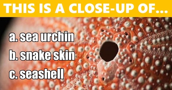 Only 2 Out Of 100 People Can Identify These Close Up Images only-2-out-of-100-people-can-identify-these-close-up-images