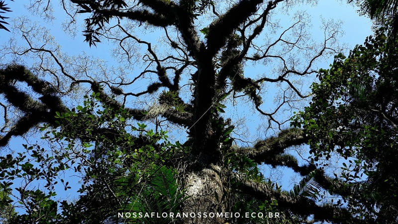 Jequitibá: o gigante da floresta