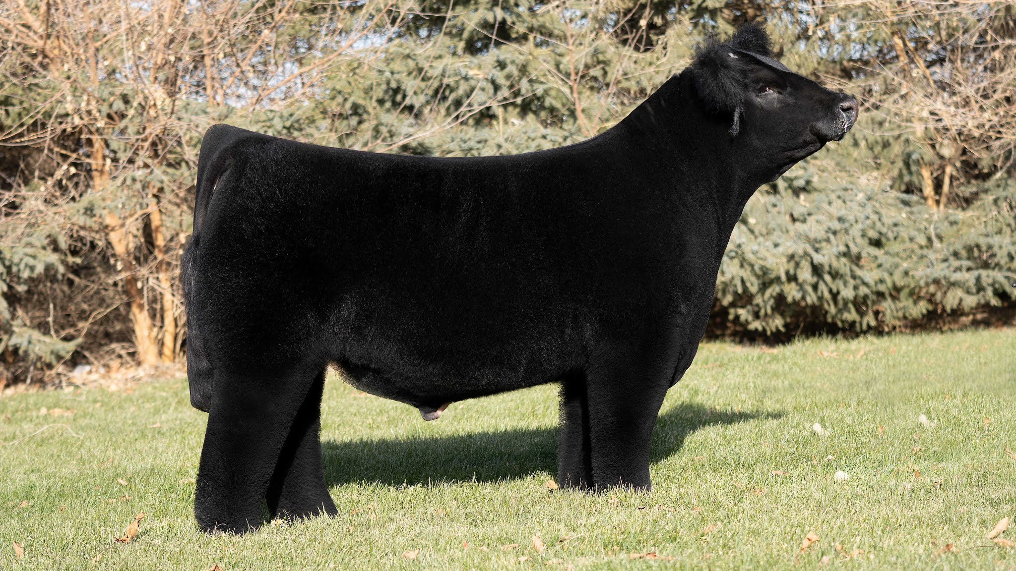 RCC Blog: Rodgers Bulls