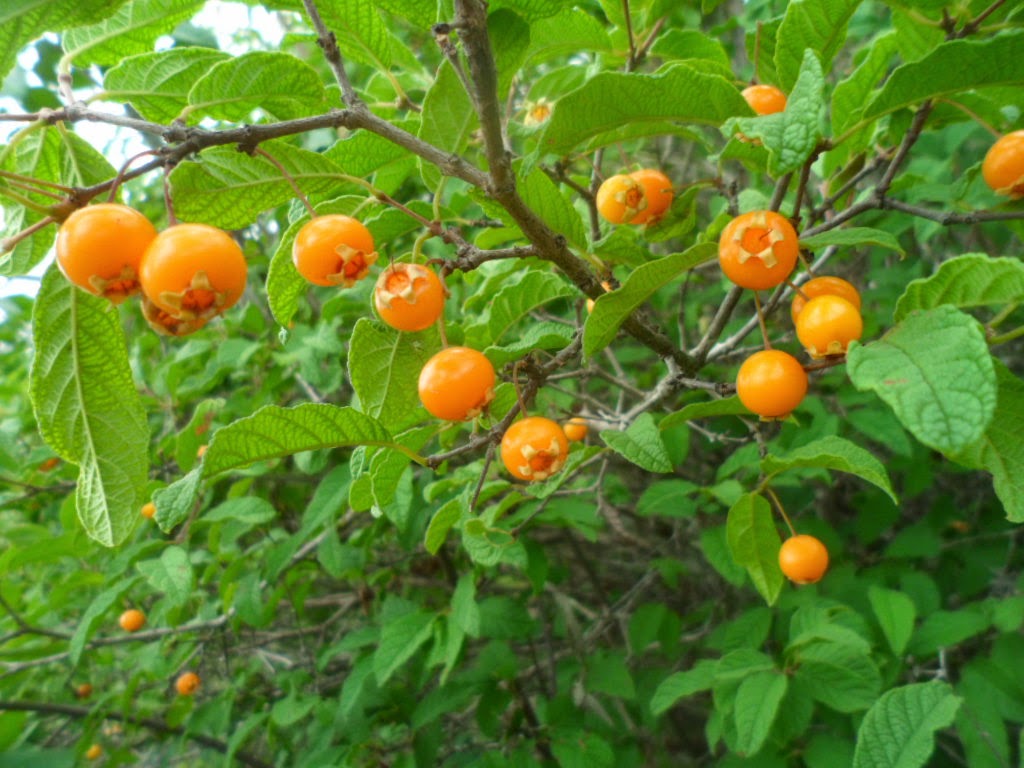 BLOG DO HERMES LEITE : Aracatu: Gabiraba produziu bastante este ano