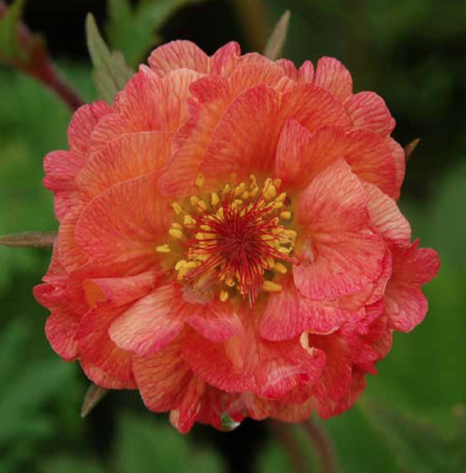 Geum: a hardy and showy perennial for the sunny garden