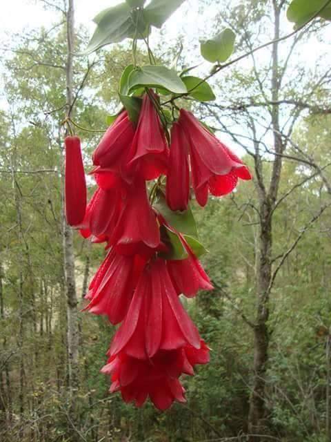 COPIHUE, flor nacional chilena