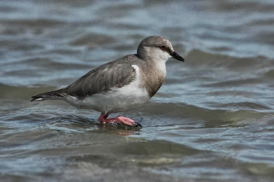 Argentina nativa: Chorlito ceniciento (Pluvianellus socialis)