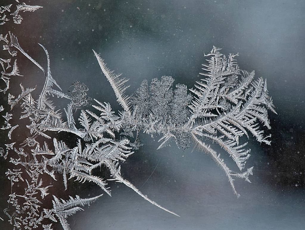 Frost on Glass: Ice Flower Art ~ Kuriositas